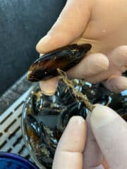 Mussels Marinara with Garlic and Basil Recipe (Easy and Flavorful ...