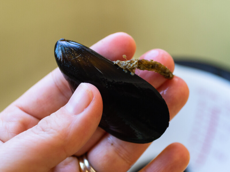 Julia Child's Mussels Marinière - The Little Ferraro Kitchen